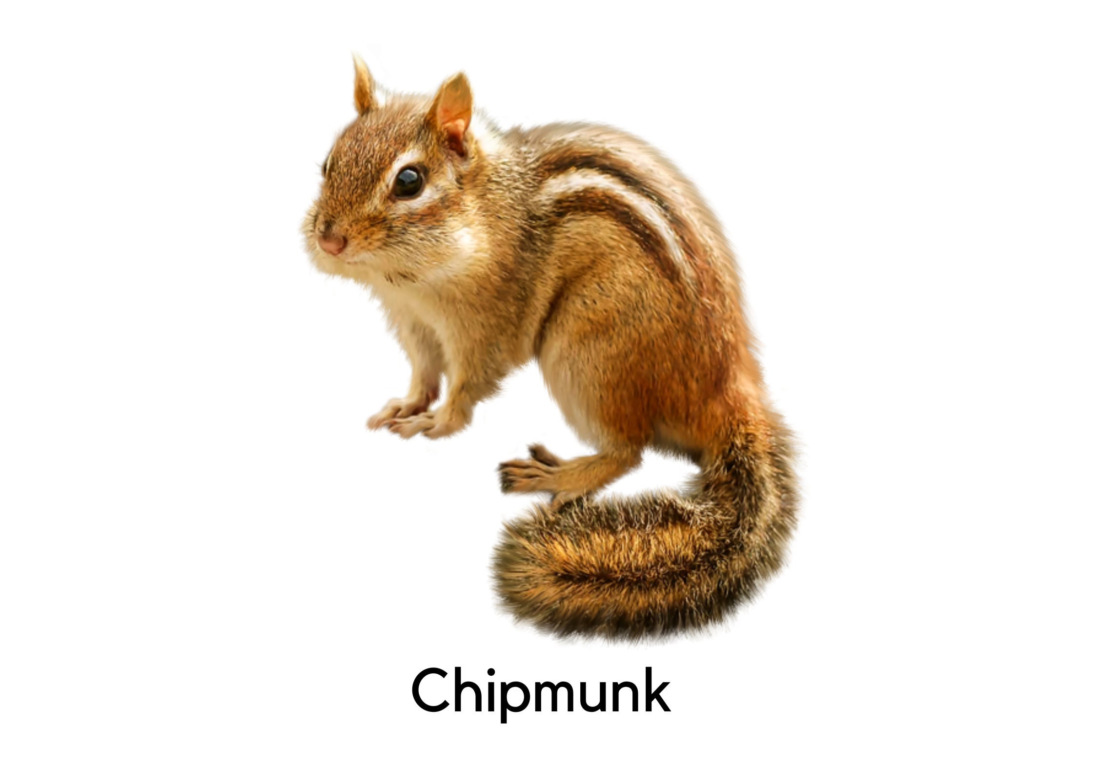 Wild Animal Real Pictures Flashcards, Safari Animals Cards ...