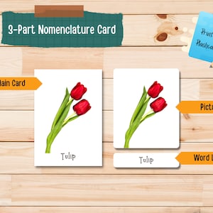 Flowers Flashcards With Real Picture, Types of Flowers Poster, Botany ...