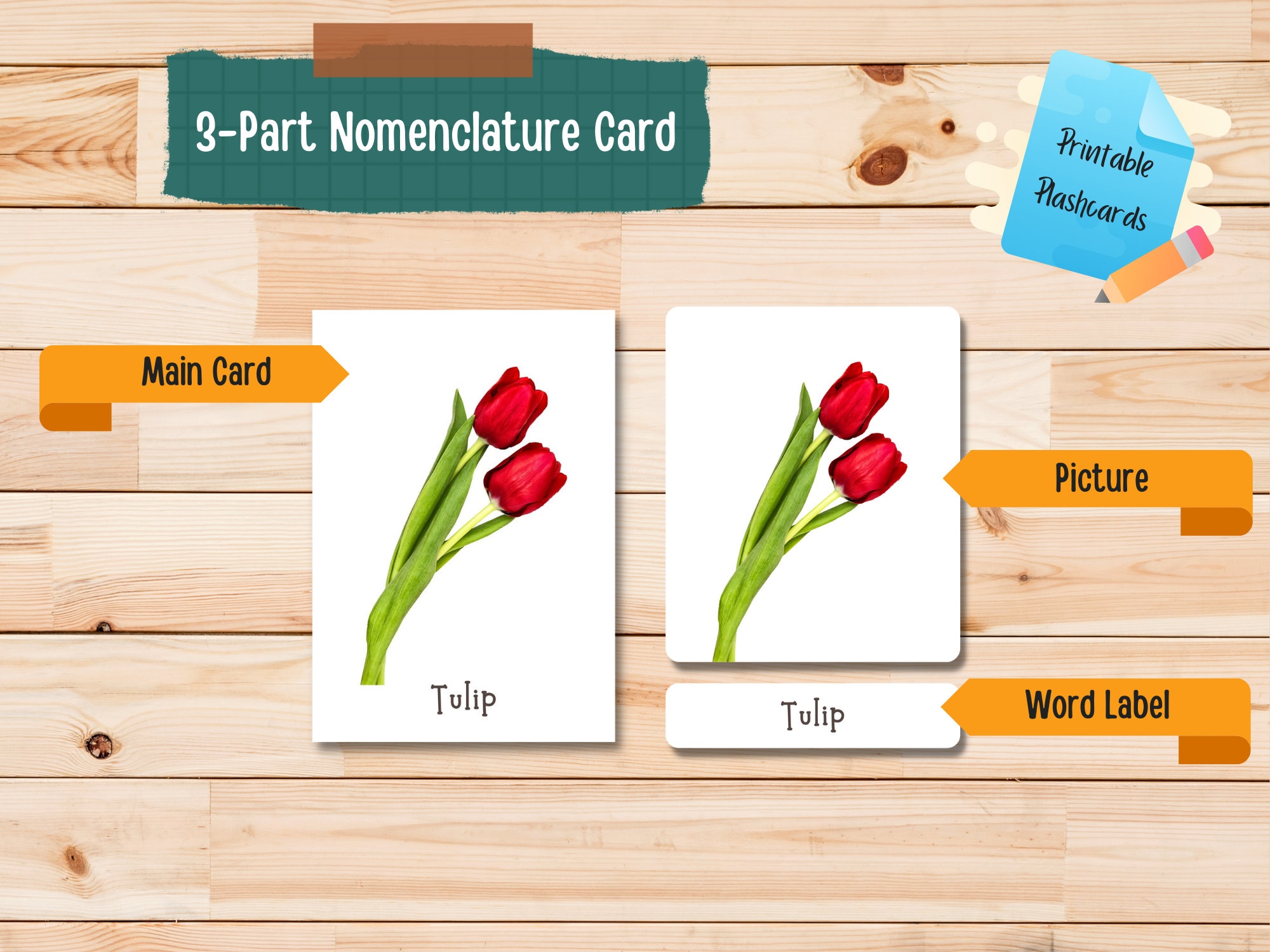 Flowers Flashcards With Real Picture, Types of Flowers Poster, Botany ...