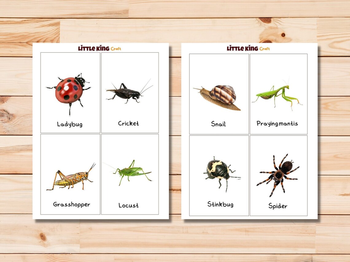 Insects Flashcards With Real Pictures, Bugs Flashcards, Insects 3-part ...