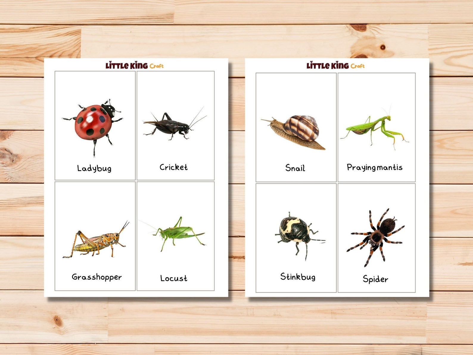 Insects Flashcards With Real Pictures, Bugs Flashcards, Insects 3-part ...