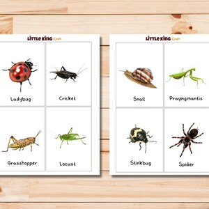 Insects Flashcards With Real Pictures, Bugs Flashcards, Insects 3-part ...