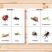Insects Flashcards With Real Pictures, Bugs Flashcards, Insects 3-part ...