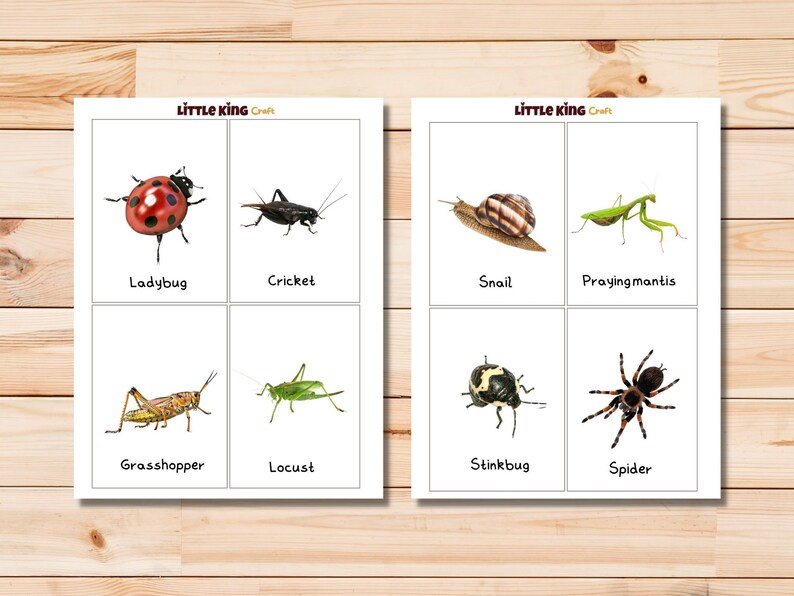 Insects Flashcards With Real Pictures, Bugs Flashcards, Insects 3-part ...