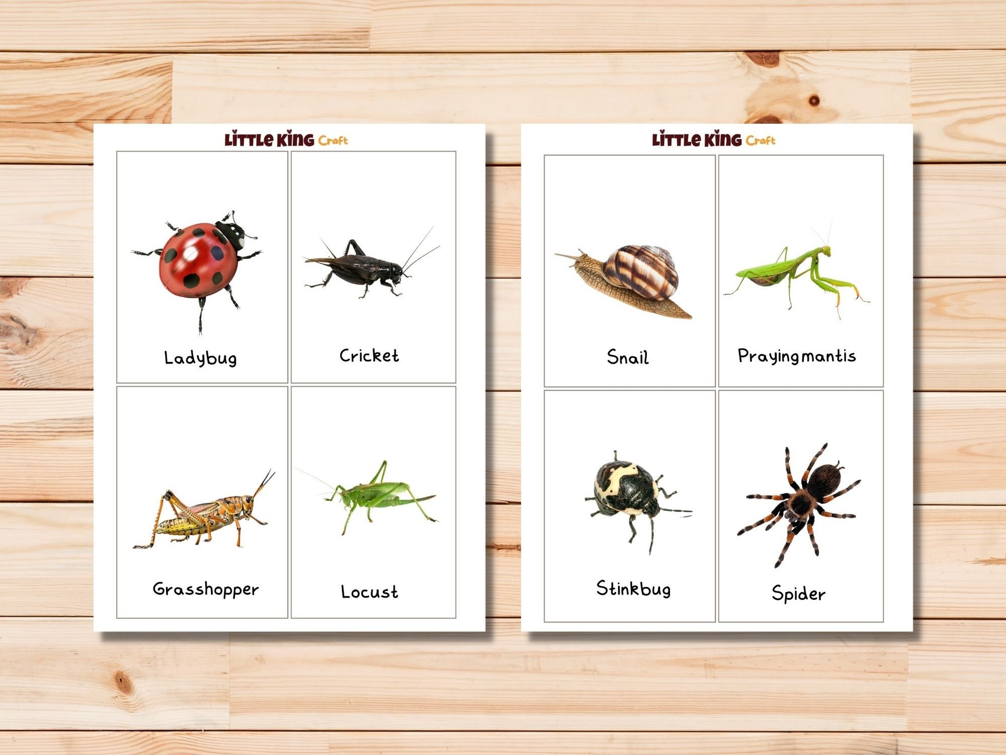 Insects Flashcards With Real Pictures, Bugs Flashcards, Insects 3-part ...