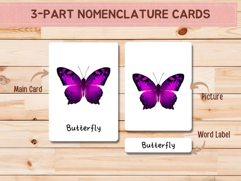 Insects Flashcards With Real Pictures, Bugs Flashcards, Insects 3-part ...