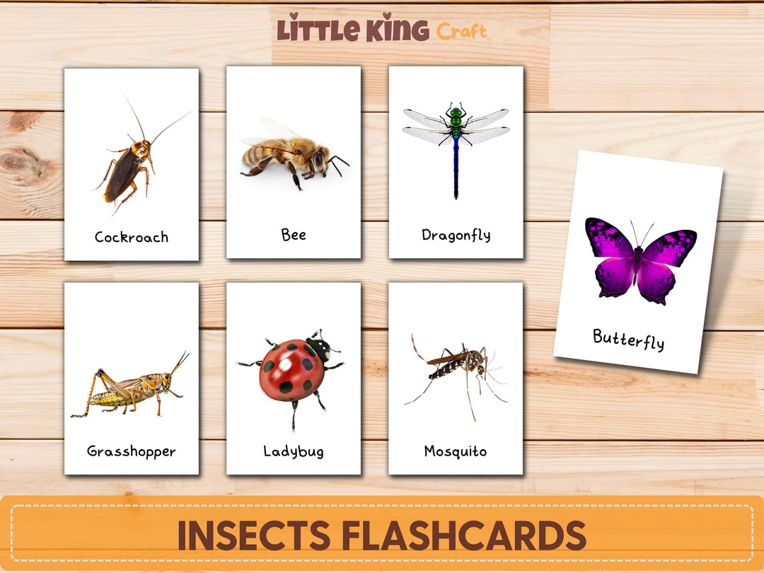 Insects Flashcards With Real Pictures, Bugs Flashcards, Insects 3-part ...
