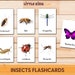 Insects Flashcards With Real Pictures, Bugs Flashcards, Insects 3-part ...
