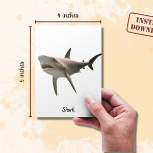 Sea Animals Flashcards, Ocean Animals, Montessori Flashcards Printable ...