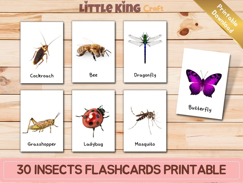 Insects Flashcards With Real Pictures Bugs Flashcards - Etsy