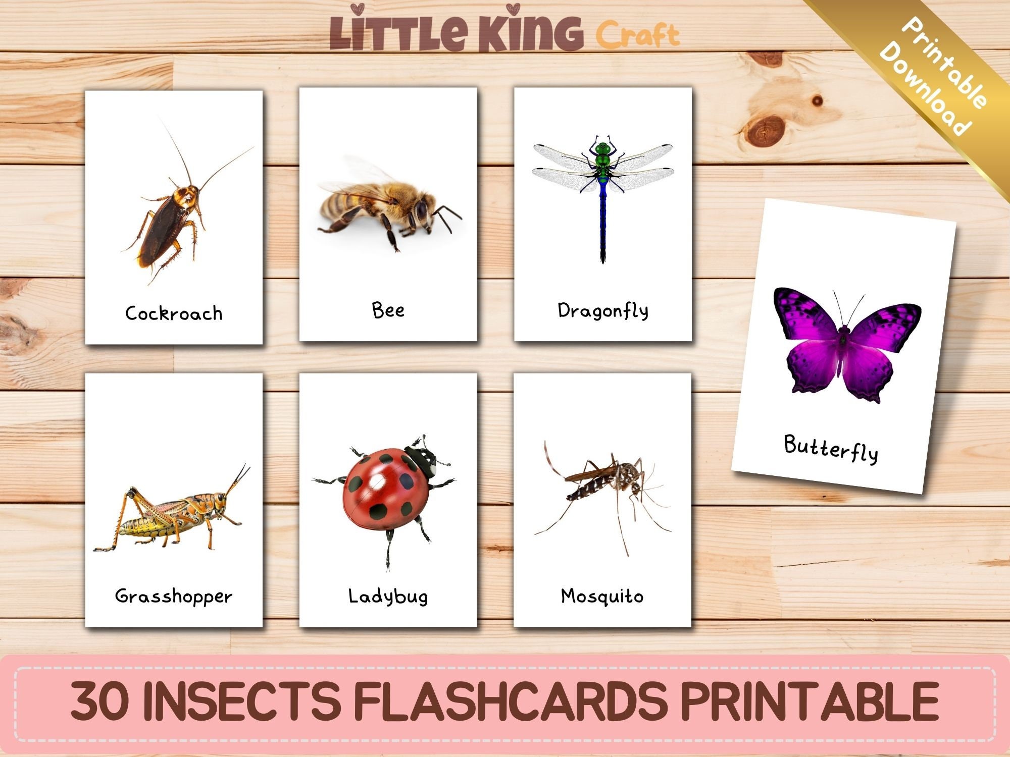 Insects Pictures With Names For Kids