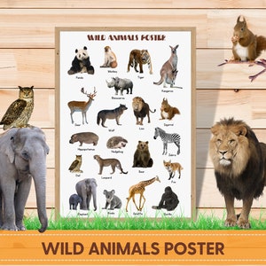 WILD Animals Poster With Real Pictures, Animal Portrait Print ...