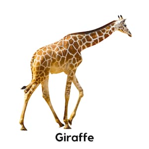 Wild Animal Real Pictures Flashcards, Safari Animals Cards ...