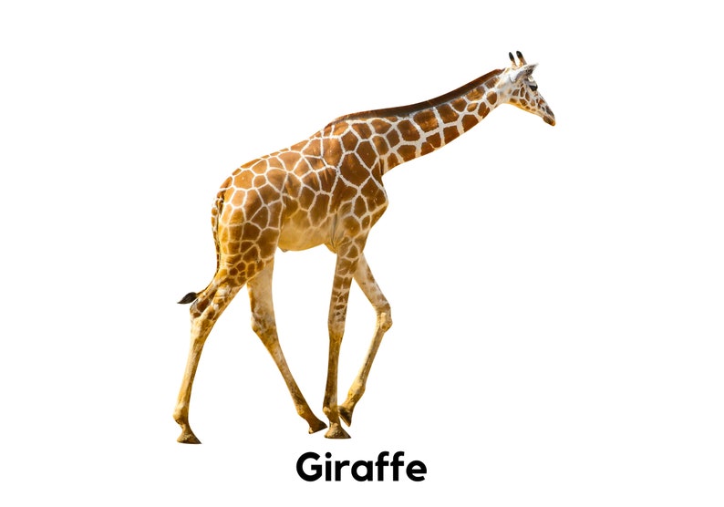 Wild Animal Real Pictures Flashcards, Safari Animals Cards ...