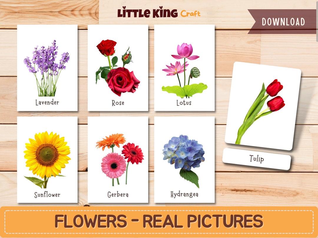 Flowers Flashcards With Real Picture, Types of Flowers Poster, Botany ...
