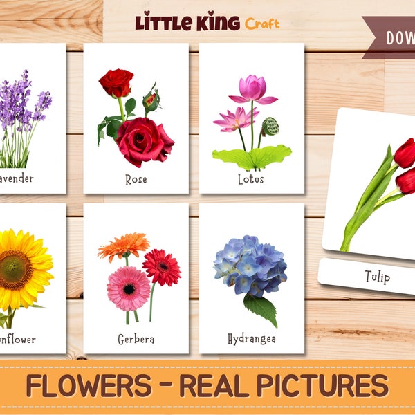 Types of Flowers Poster - Etsy