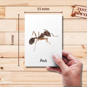 Insects Flashcards With Real Pictures, Bugs Flashcards, Insects 3-part ...