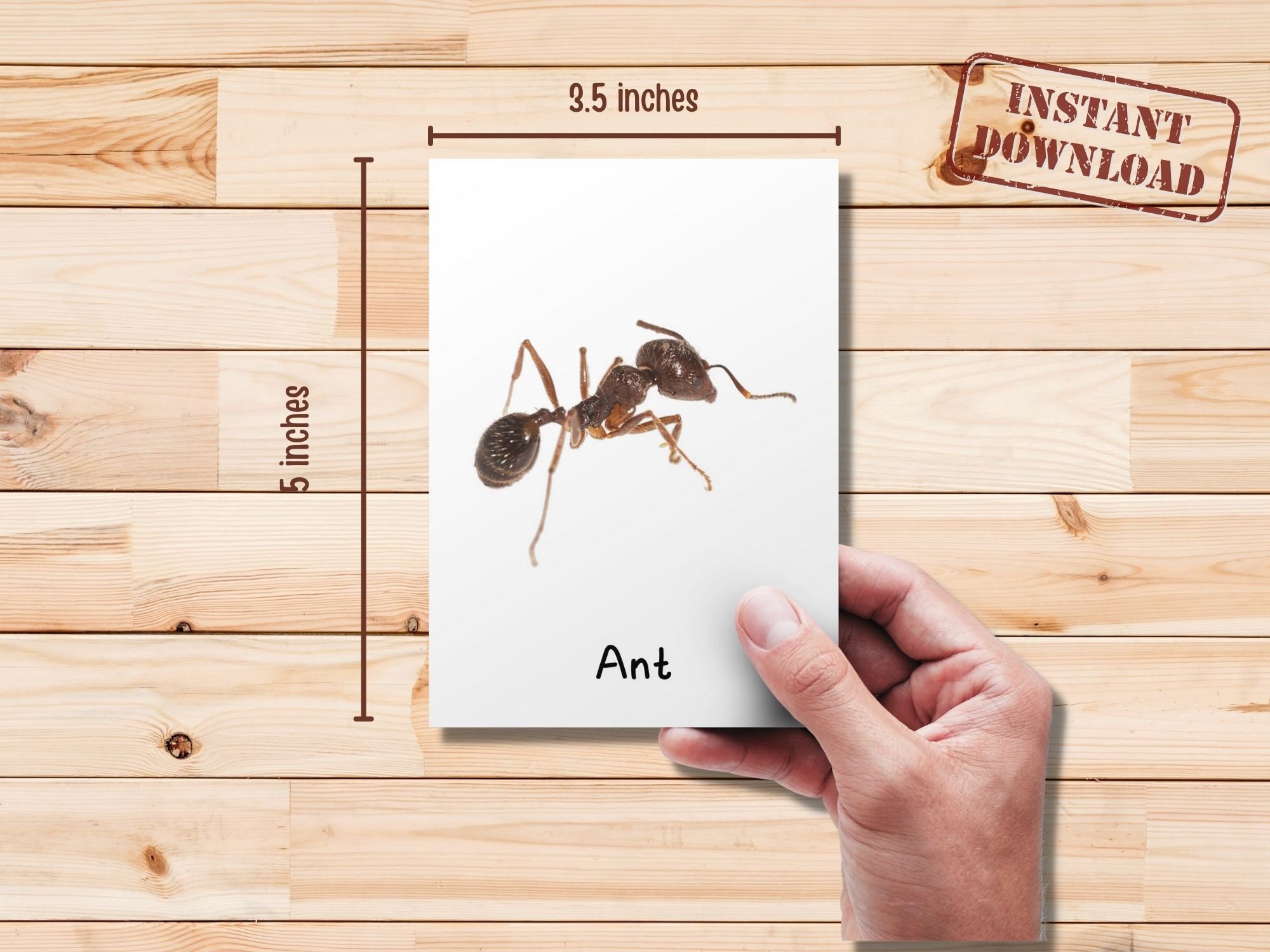 Insects Flashcards With Real Pictures, Bugs Flashcards, Insects 3-part ...