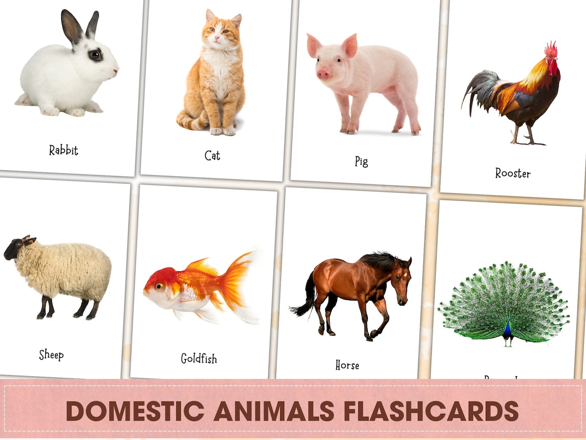 Domestic Animals Flashcards With Real Pictures Montessori - Etsy