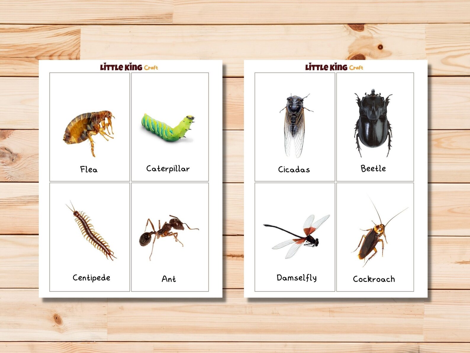 Insects Flashcards With Real Pictures, Bugs Flashcards, Insects 3-part ...