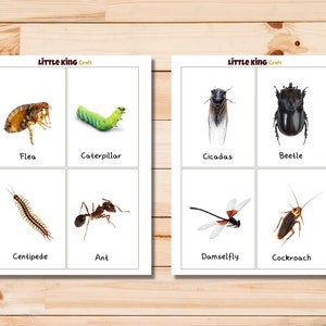 Insects Flashcards With Real Pictures, Bugs Flashcards, Insects 3-part ...