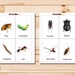 Insects Flashcards With Real Pictures, Bugs Flashcards, Insects 3-part ...