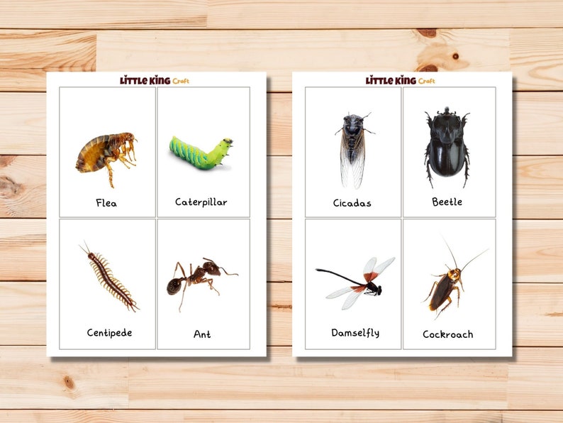 Insects Flashcards With Real Pictures, Bugs Flashcards, Insects 3-part ...