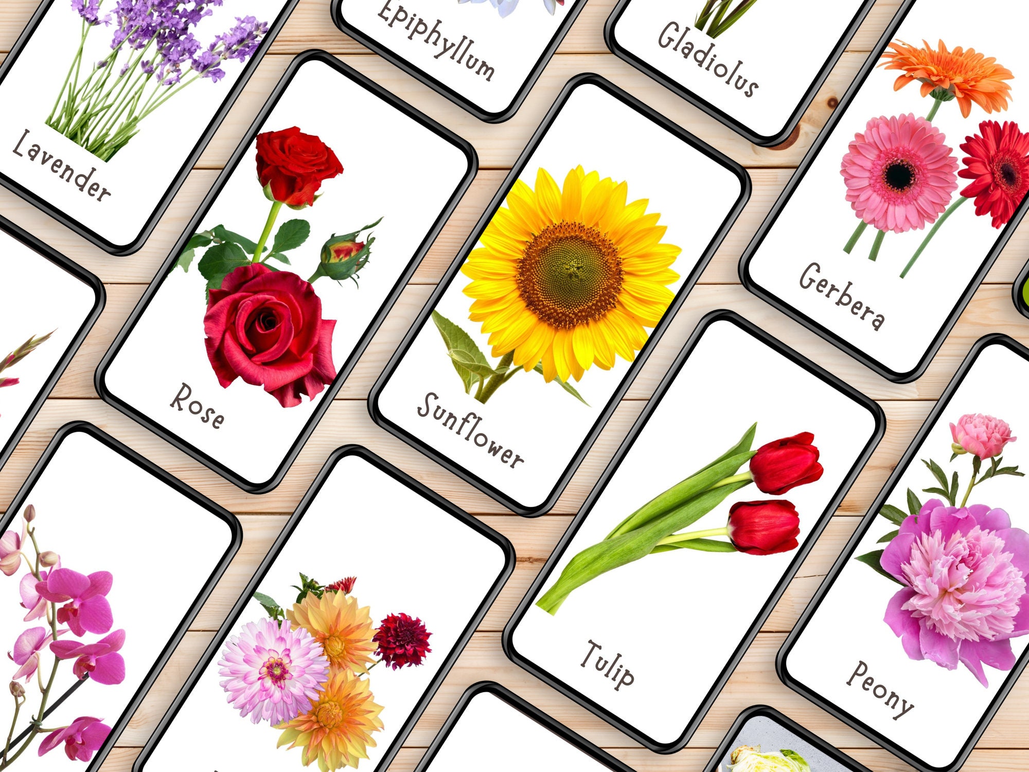 Flowers Flashcards With Real Picture, Types of Flowers Poster, Botany ...