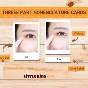 Body Parts With Real Picture, Montessori Flashcards Printable, Toddlers ...