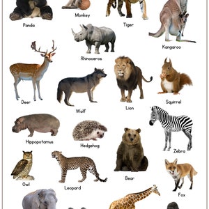 WILD Animals Poster With Real Pictures Animal Portrait Print - Etsy