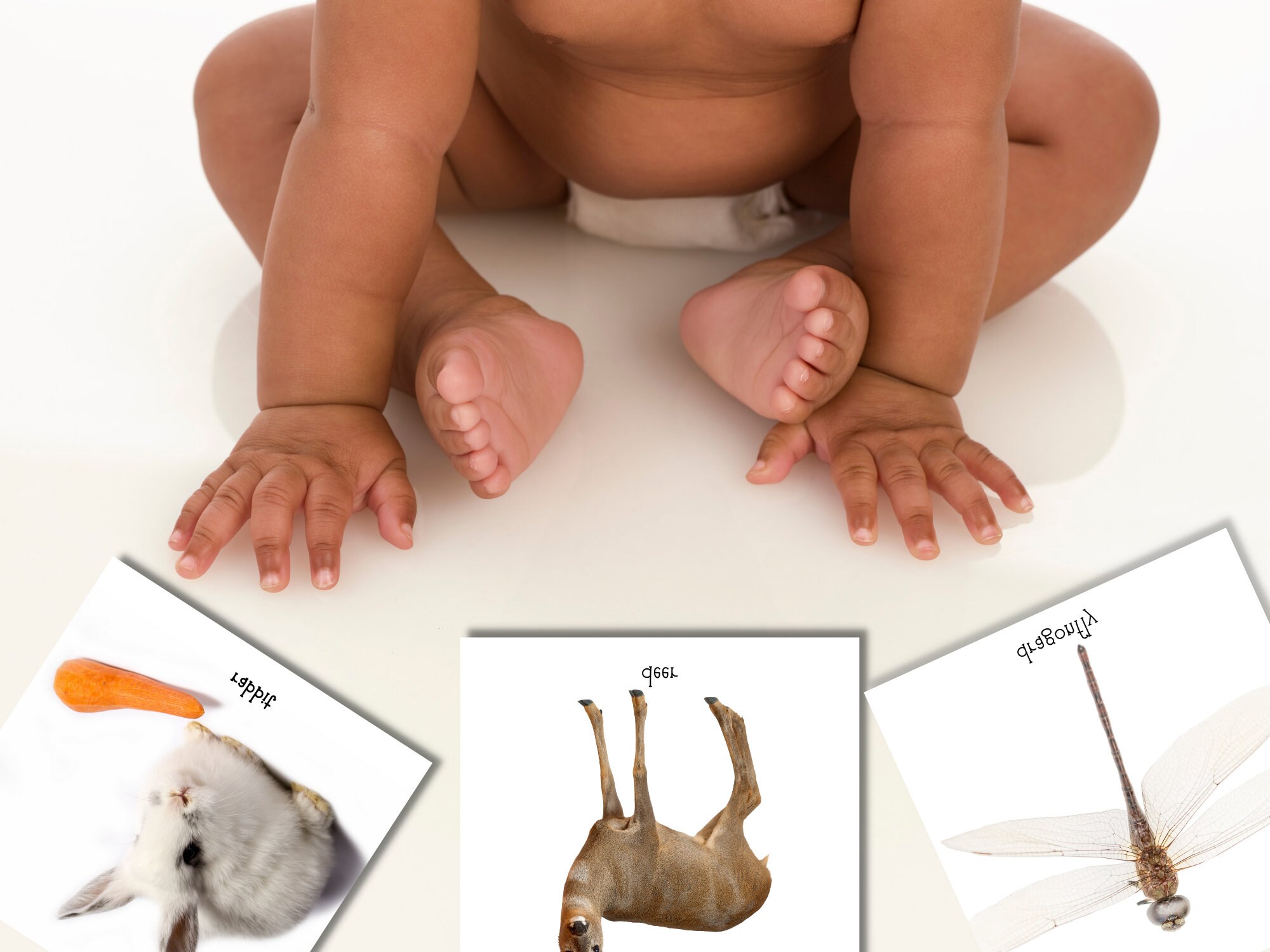 ANIMALS Real Pictures, Montessori Flashcards Printable, Doman ...