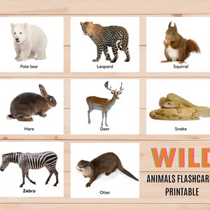 Wild Animal Real Pictures Flashcards, Safari Animals Cards ...