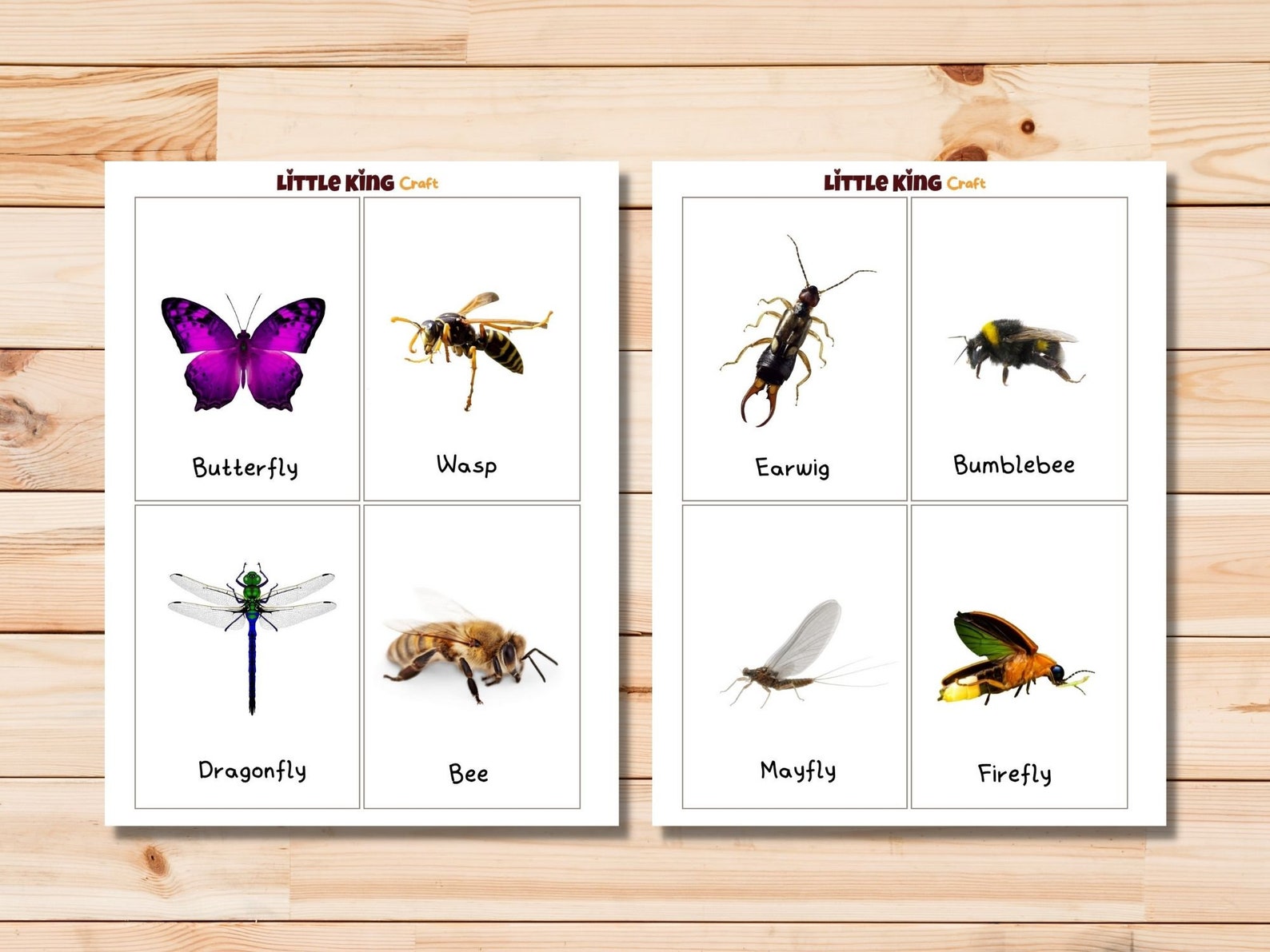 Insects Flashcards With Real Pictures, Bugs Flashcards, Insects 3-part ...