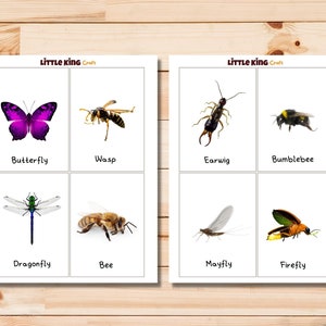 Insects Flashcards With Real Pictures, Bugs Flashcards, Insects 3-part ...