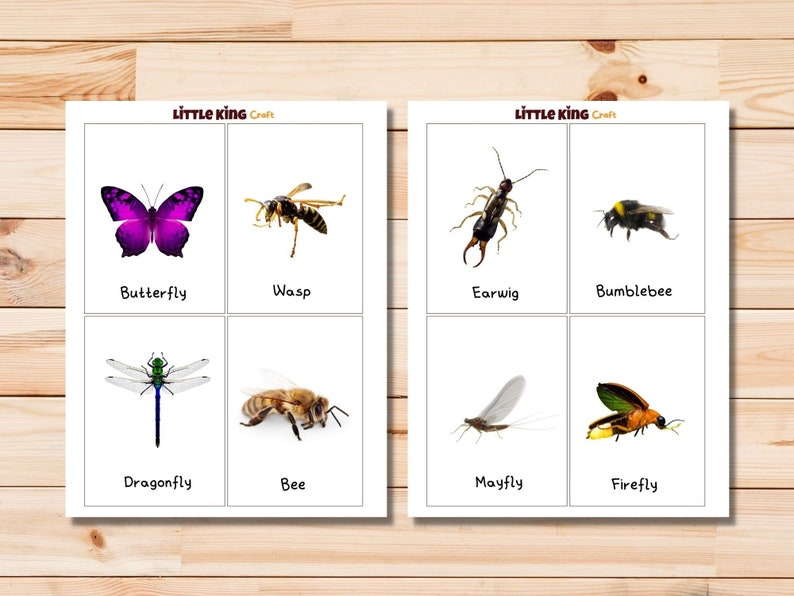 Insects Flashcards With Real Pictures, Bugs Flashcards, Insects 3-part ...