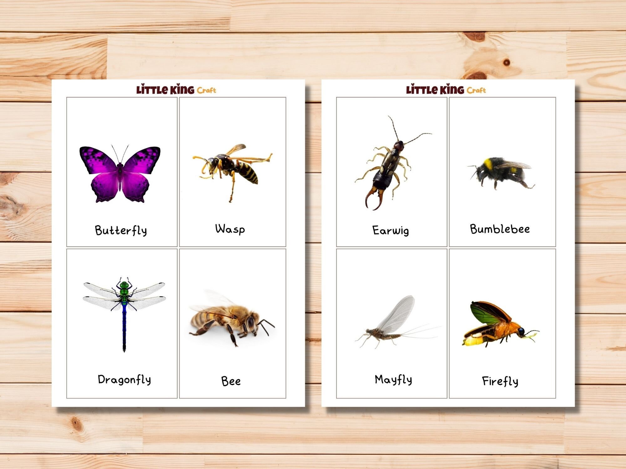 Insects Flashcards With Real Pictures, Bugs Flashcards, Insects 3-part ...
