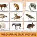 Wild Animal Real Pictures Flashcards, Safari Animals Cards ...