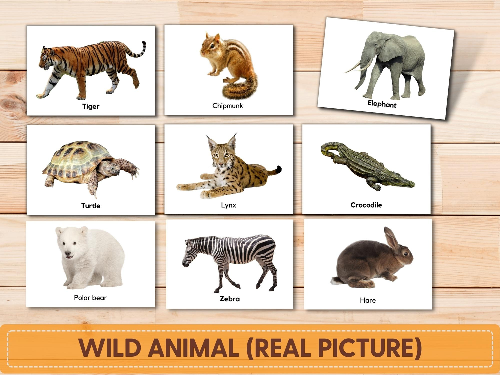 Jungle Pictures With Animals Real