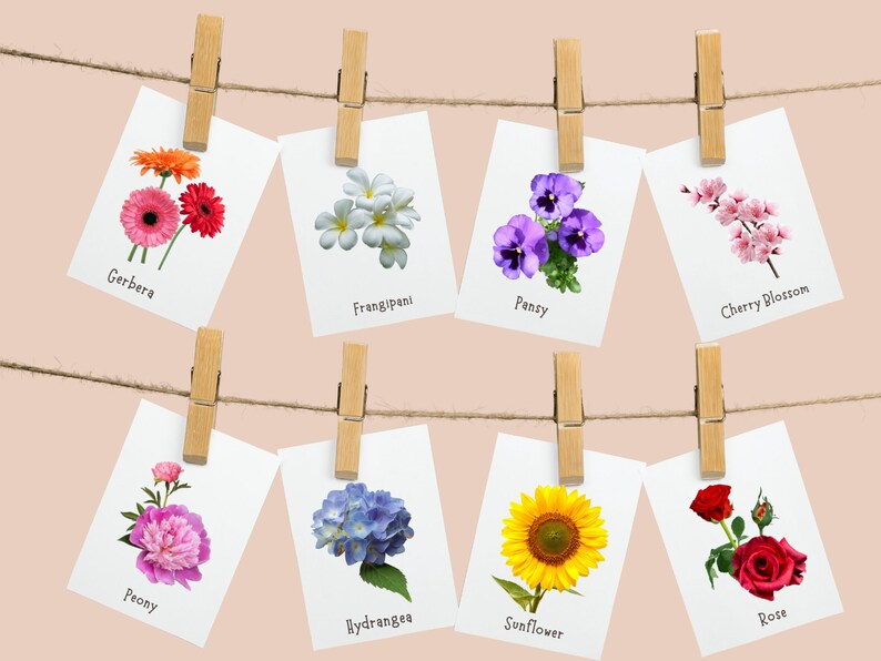 Flowers Flashcards With Real Picture, Types of Flowers Poster, Botany ...