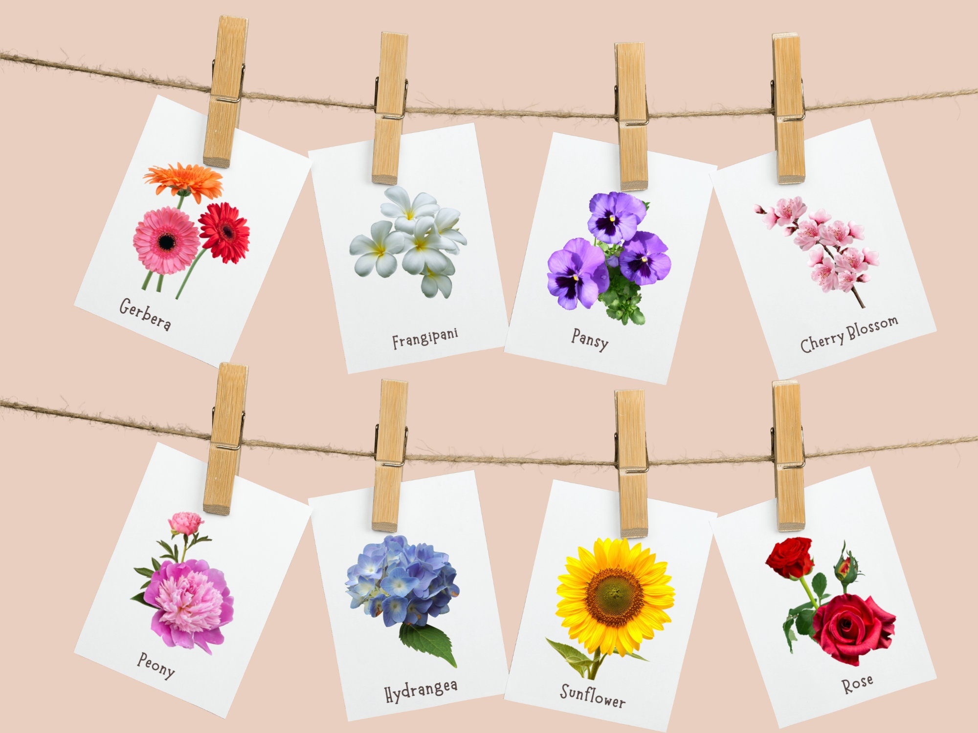 Flowers Flashcards With Real Picture, Types of Flowers Poster, Botany ...