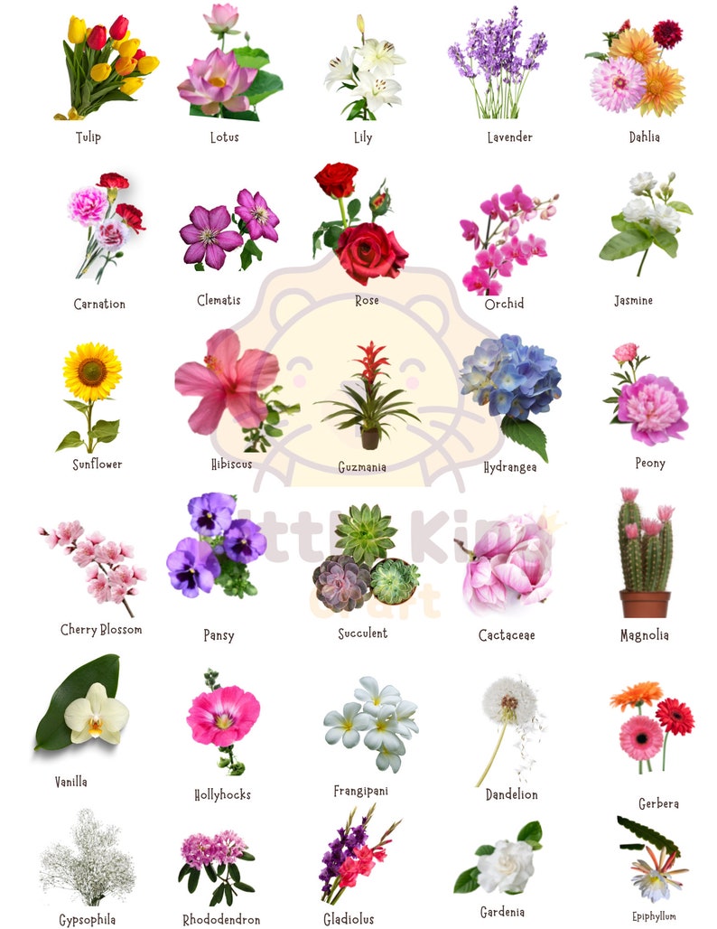 Flowers Flashcards With Real Picture, Types of Flowers Poster, Botany ...