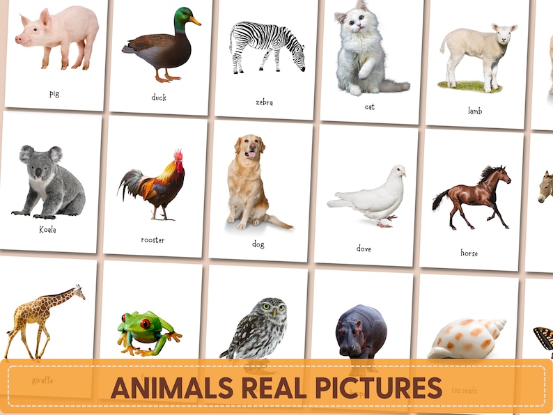 ANIMALS Real Pictures, Montessori Flashcards Printable, Doman ...