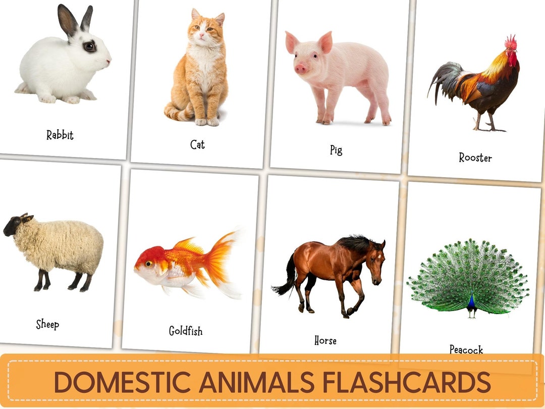 Domestic Animals Flashcards With Real Pictures, Farm Animals Cards ...