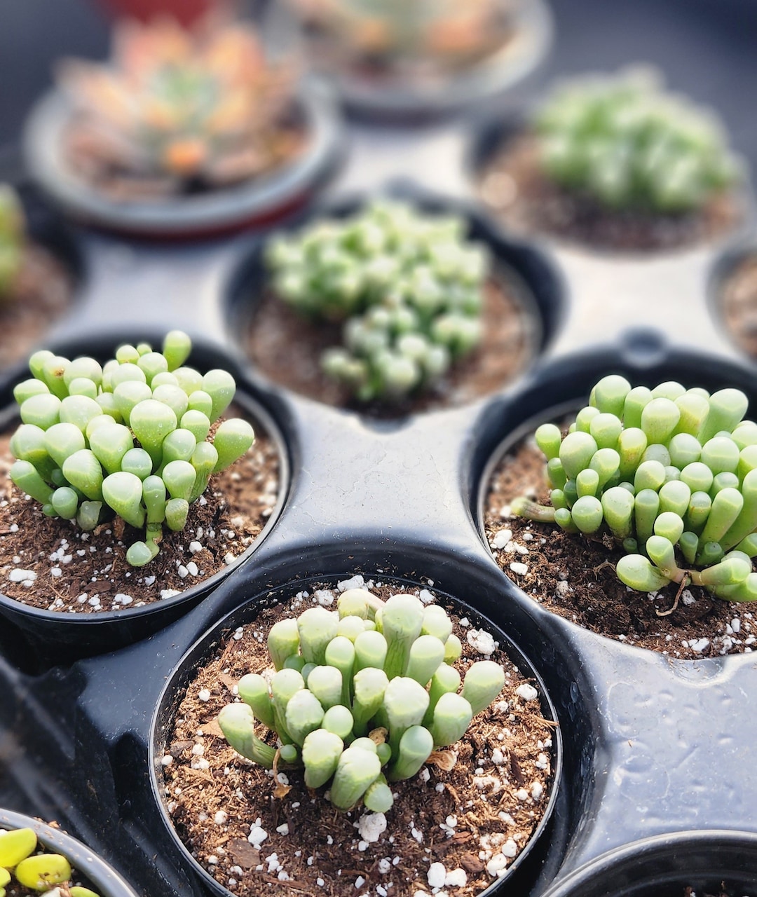 Baby Toes Plant Mimicry Plant Yellow Flower - Etsy