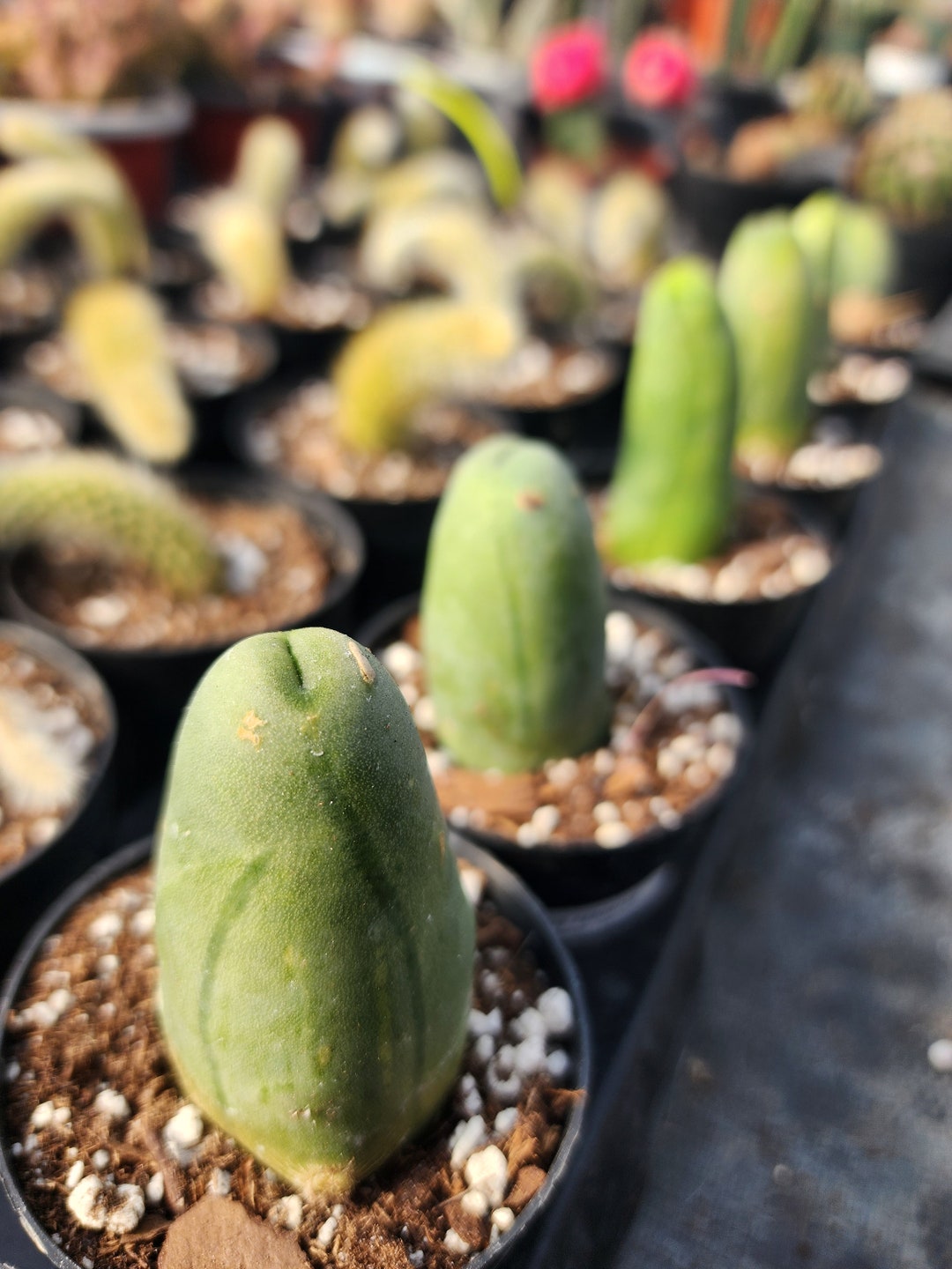 Peen Cactus. Richard Cactus. - Etsy