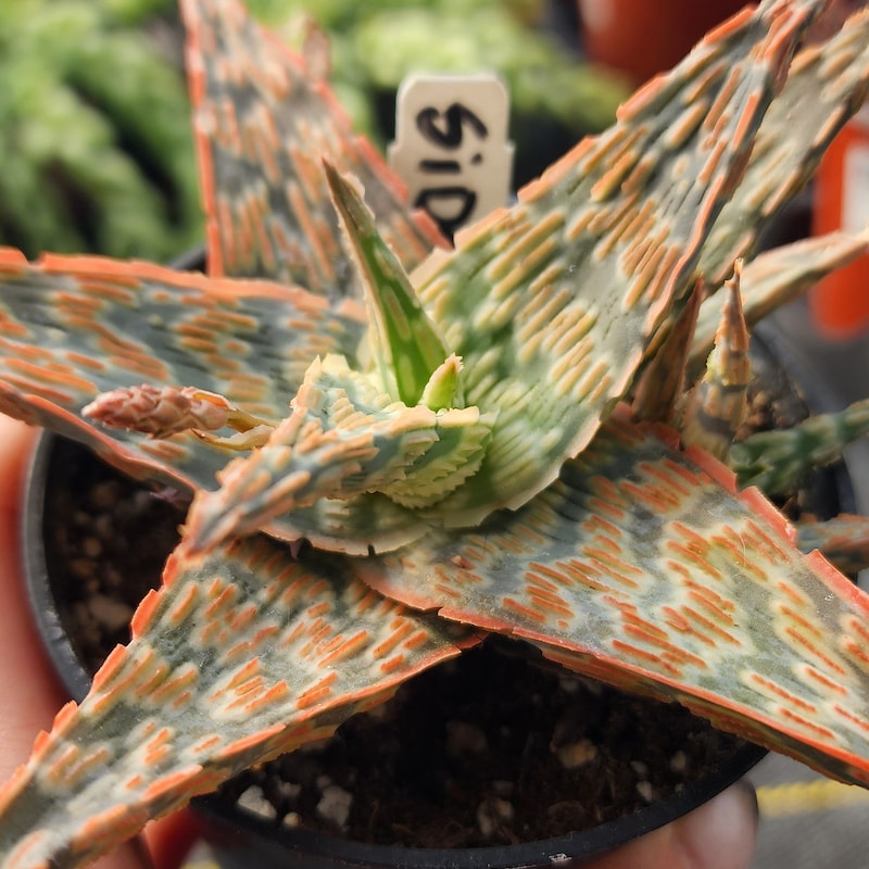 Aloe Hybrid - Etsy