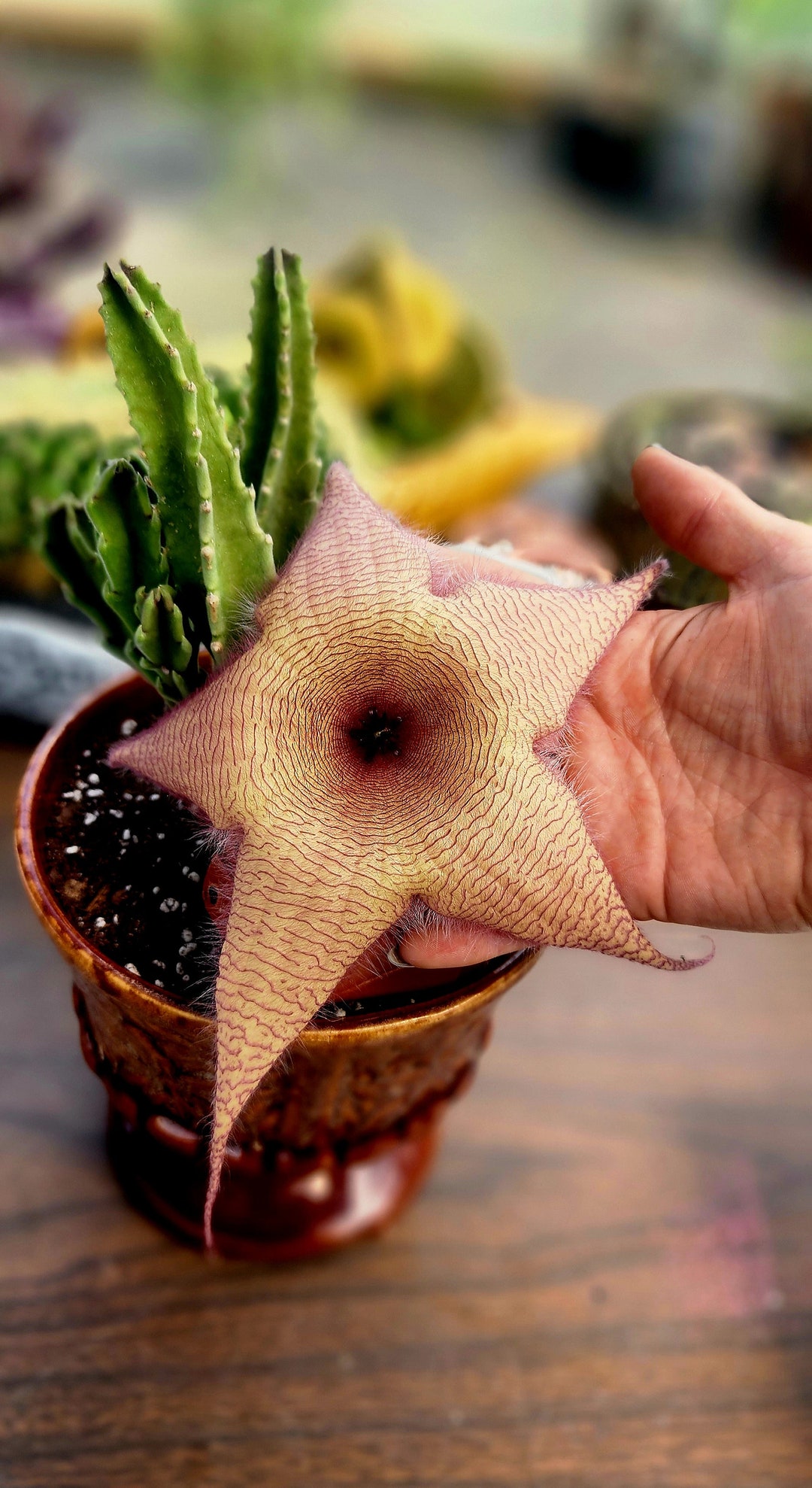Stapelia Gigantea. Starfish Plant. Live Plant. - Etsy