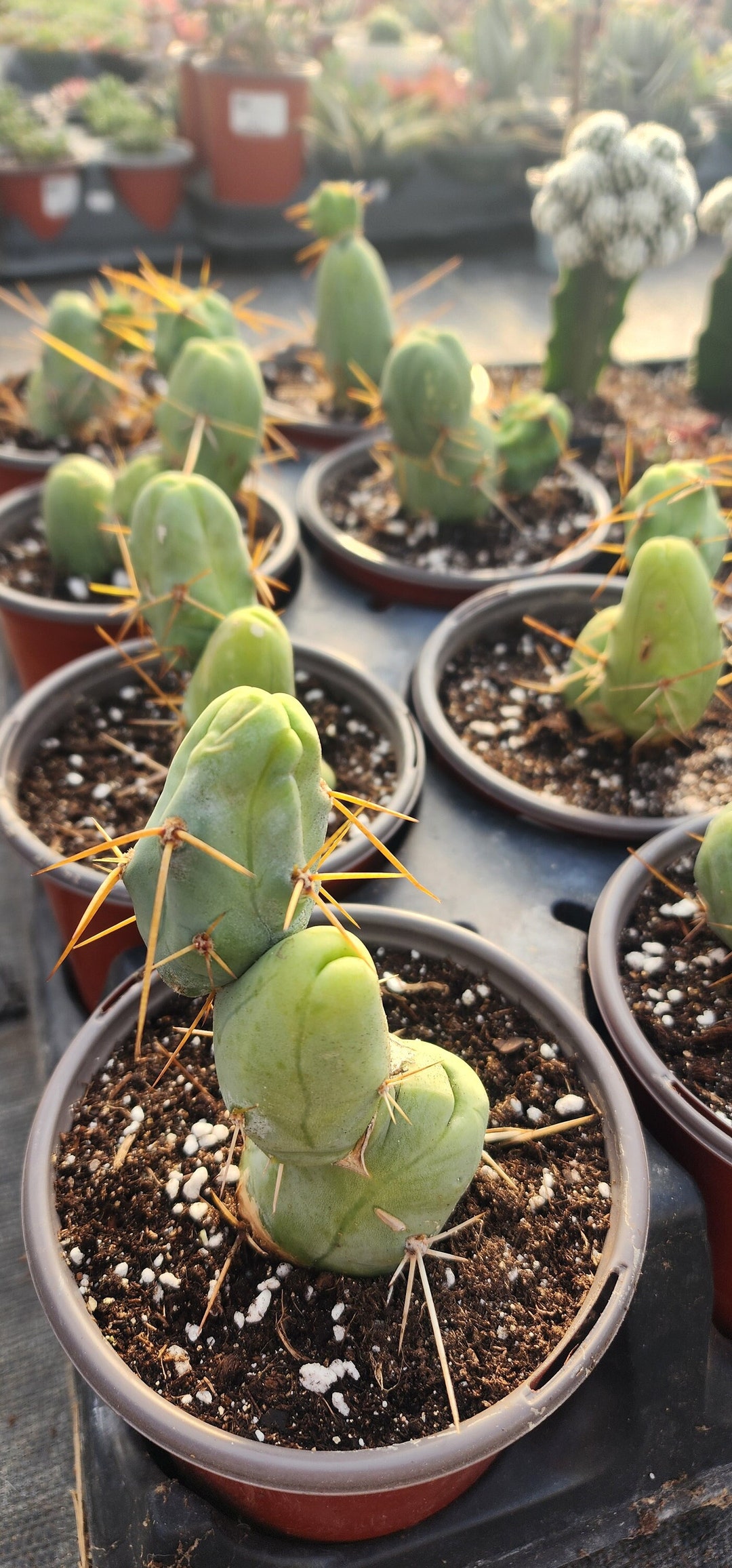 Multi Head peen Cactus Live Plant - Etsy