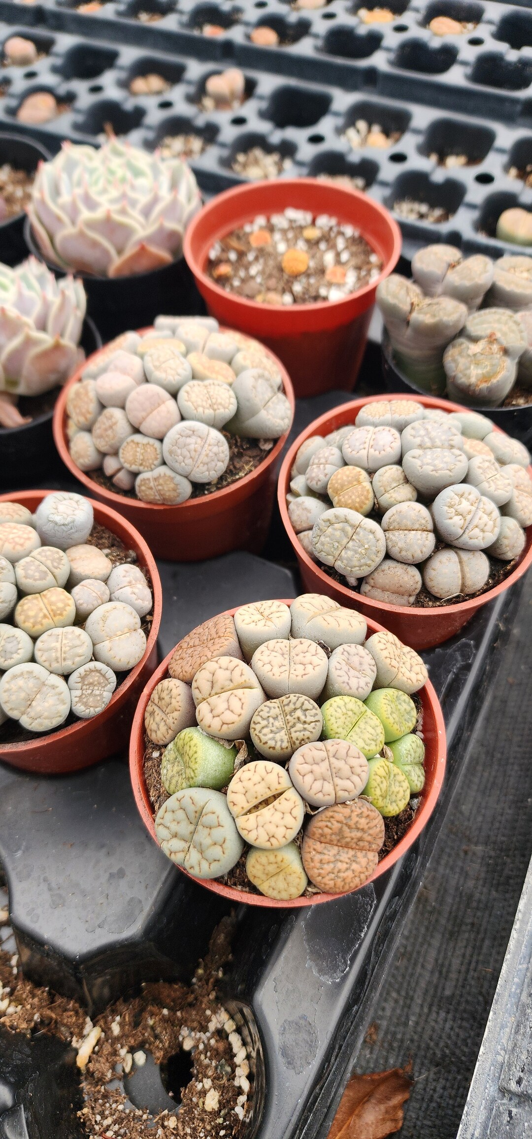 Lithops Clusters Super Cute - Etsy