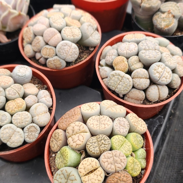 Lithops Live Plant - Etsy
